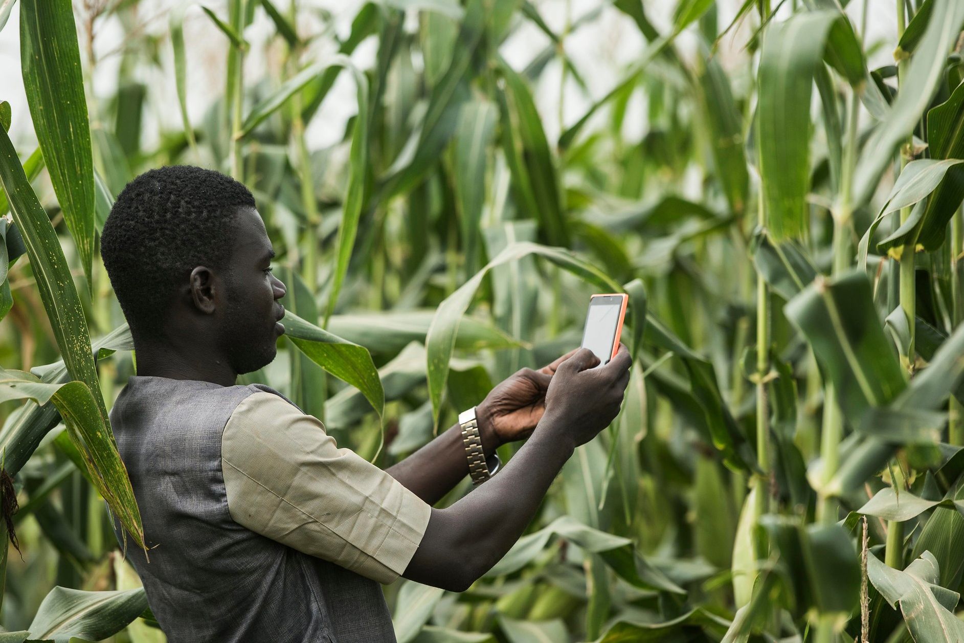 Dimagi - Rippleworks